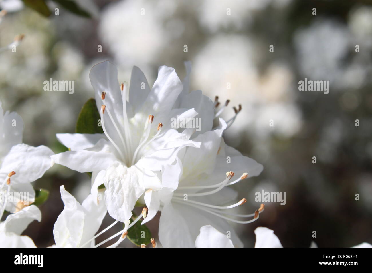 North carolina azalea hi-res stock photography and images - Alamy