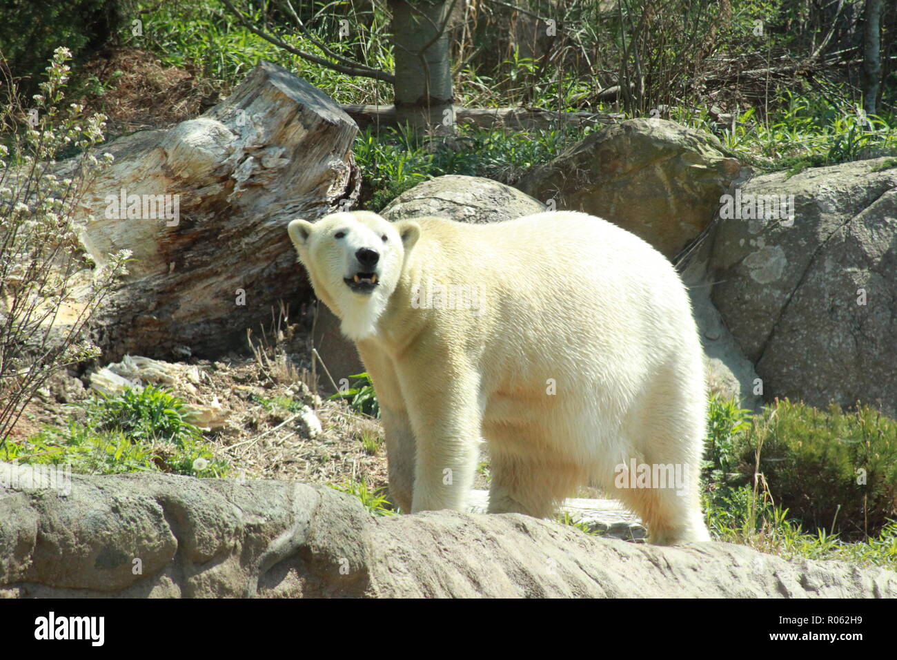 North Carolina State Zoo