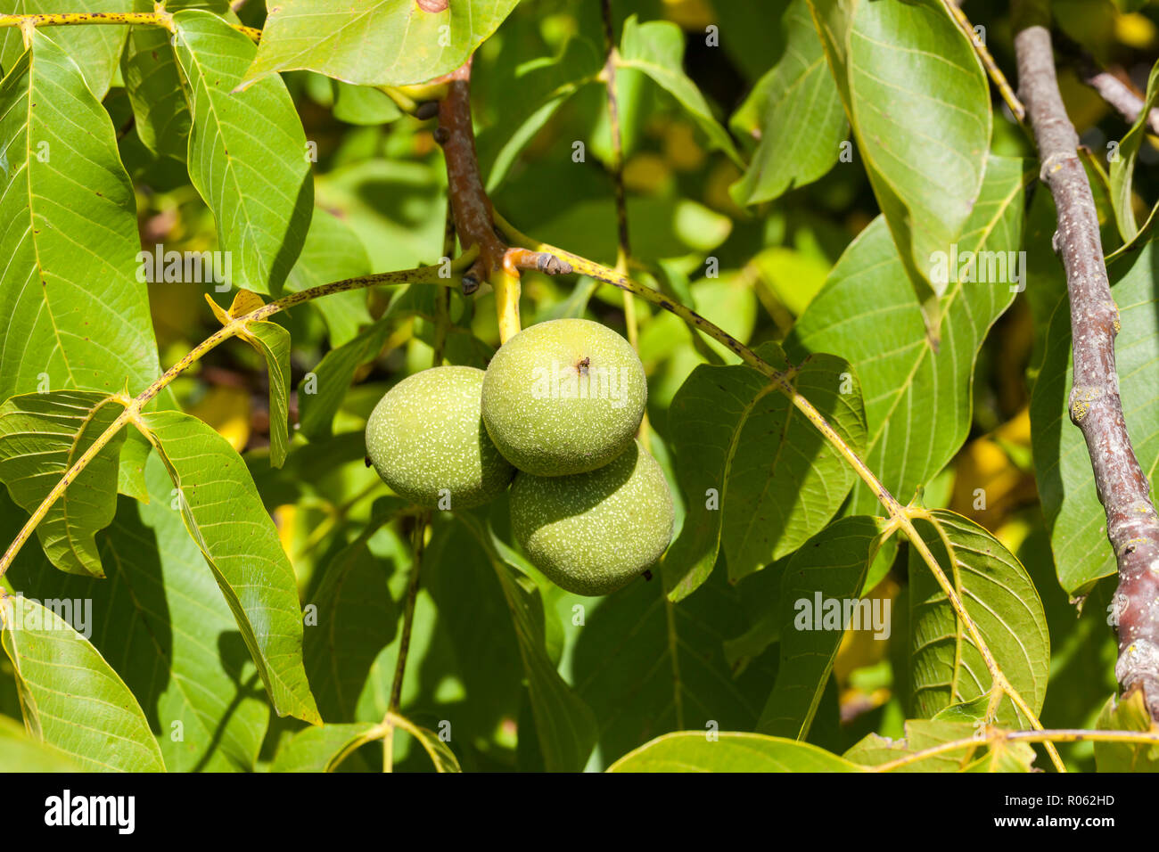 green walnut walnuts in mid-summer, unripe nuts with green leaves Stock ...