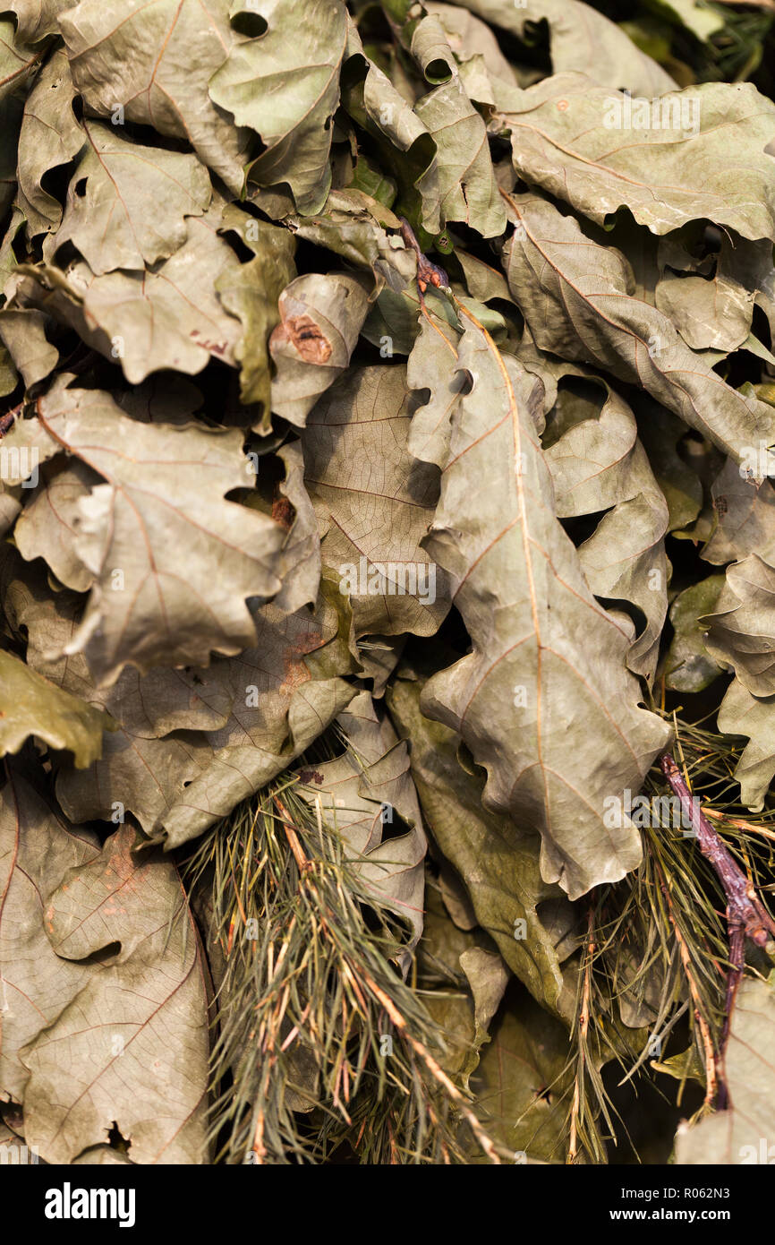 dried broom for use in the bath, a broom made from oak branches with ...