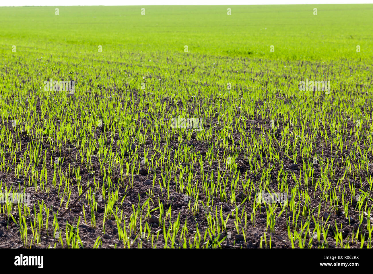 agricultural field with green grass from which grows wheat, rye or ...