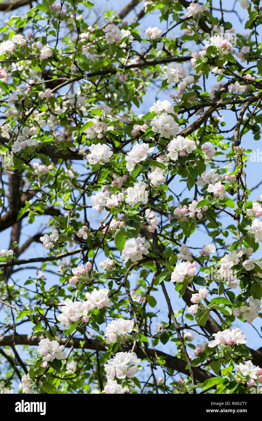 long branches with green leaves and white flowers of fruit trees in ...