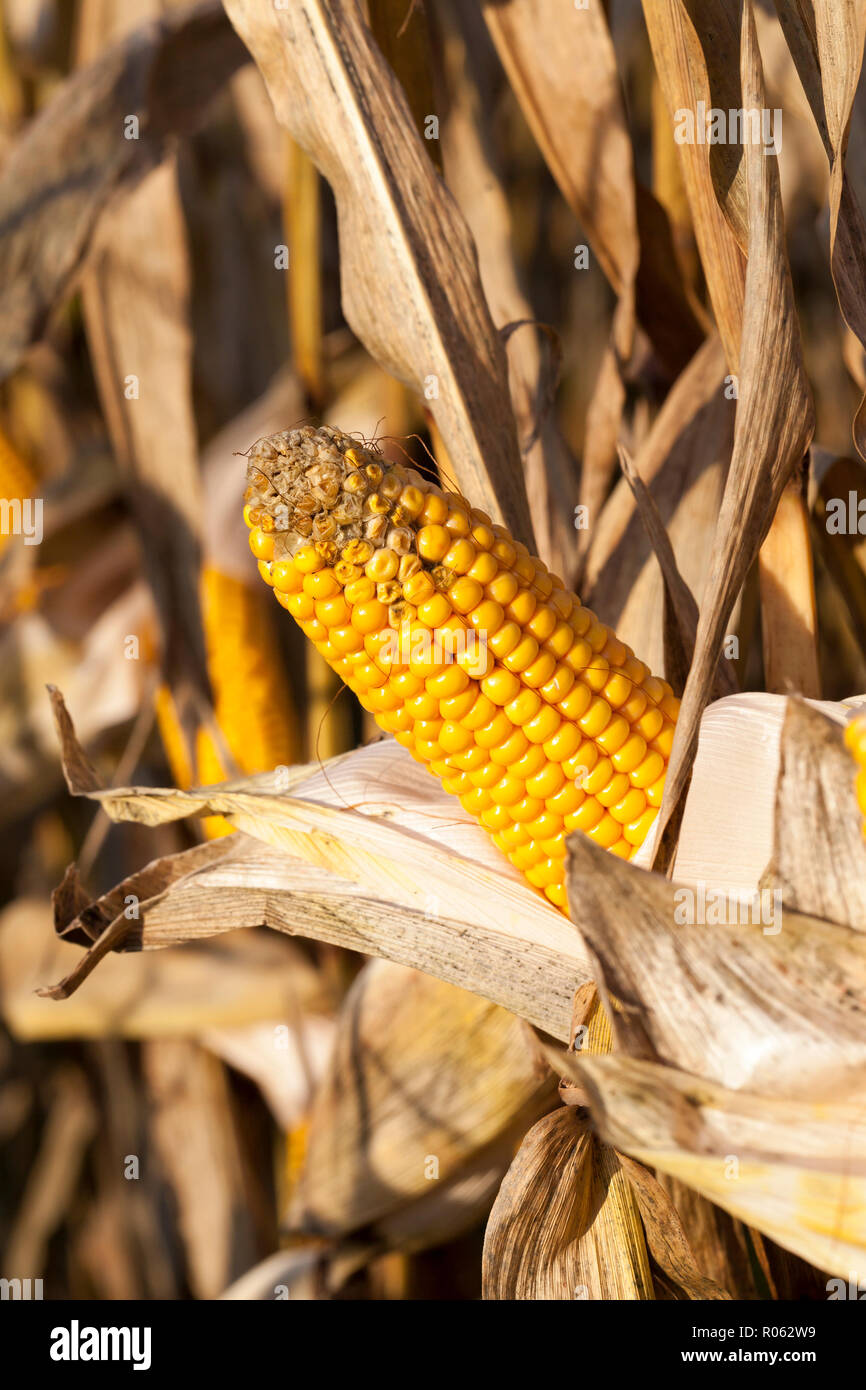 Agriculture crop disease grain corn hi-res stock photography and images ...