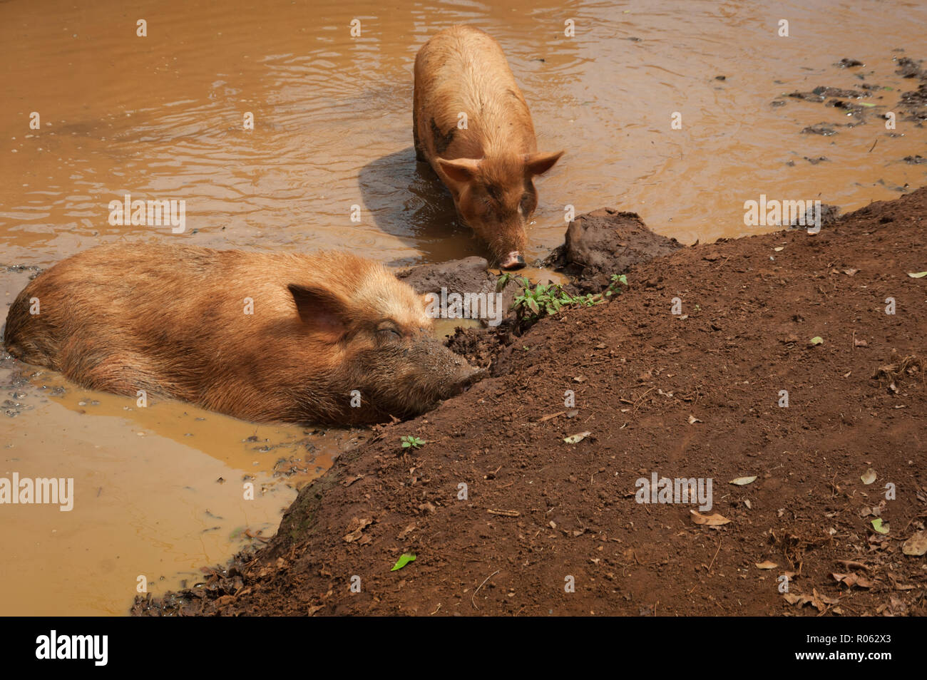 Pig sleeping in muddy water hi-res stock photography and images - Alamy
