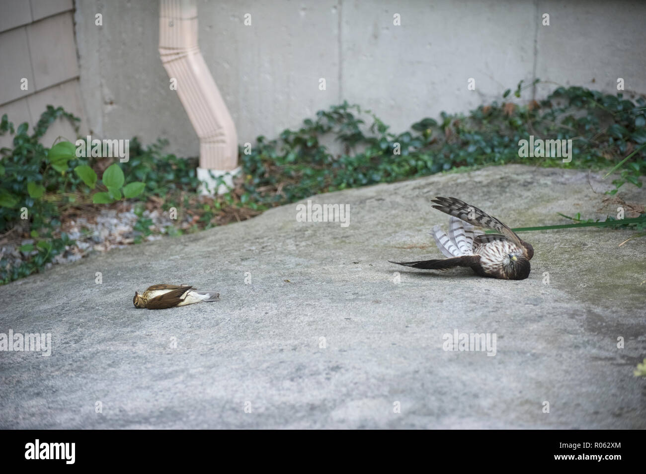 Hawk and songbird lying dead after both impacting window during frantic ...