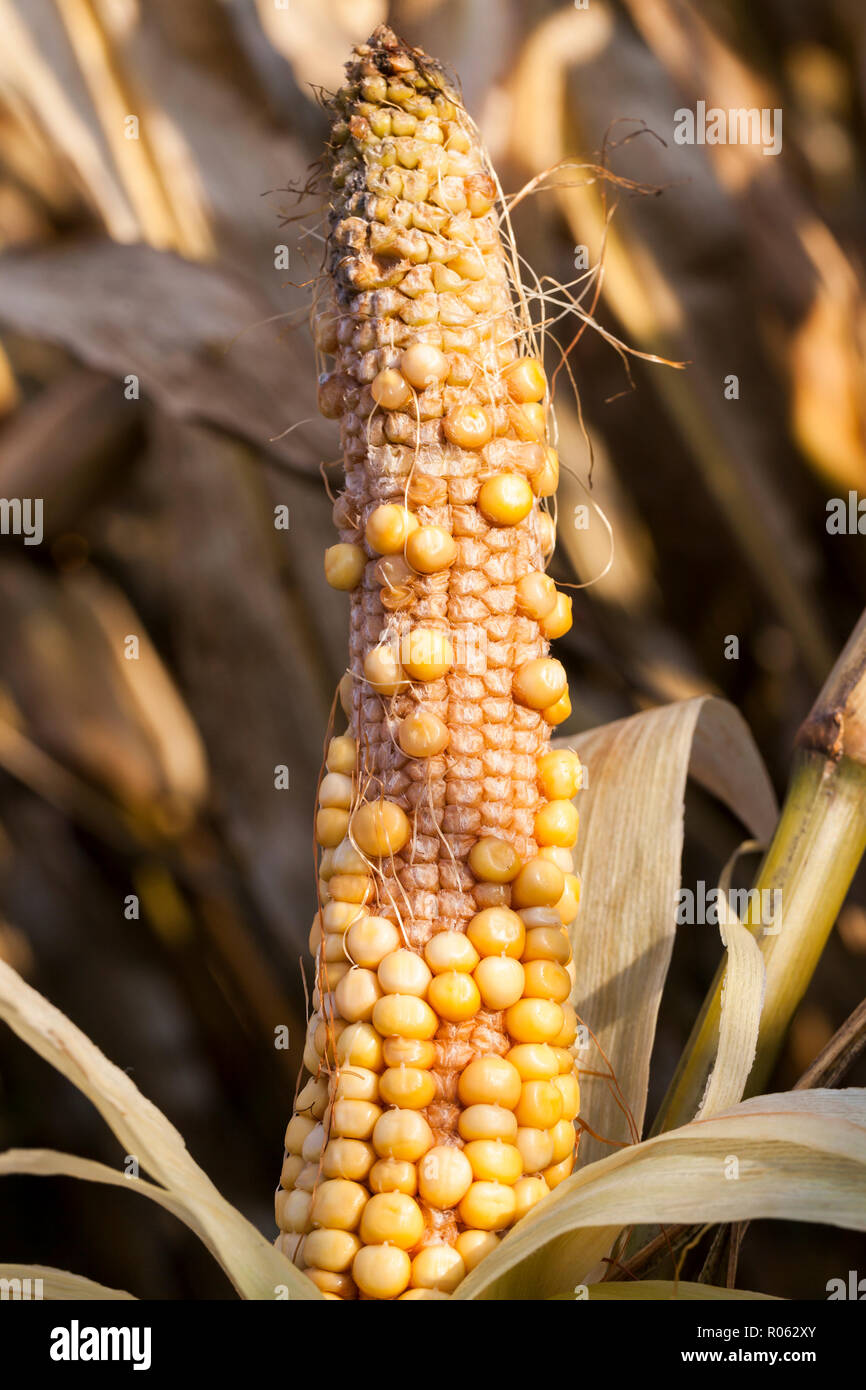 corn cob without grains in the field, no grains due to plant disease ...