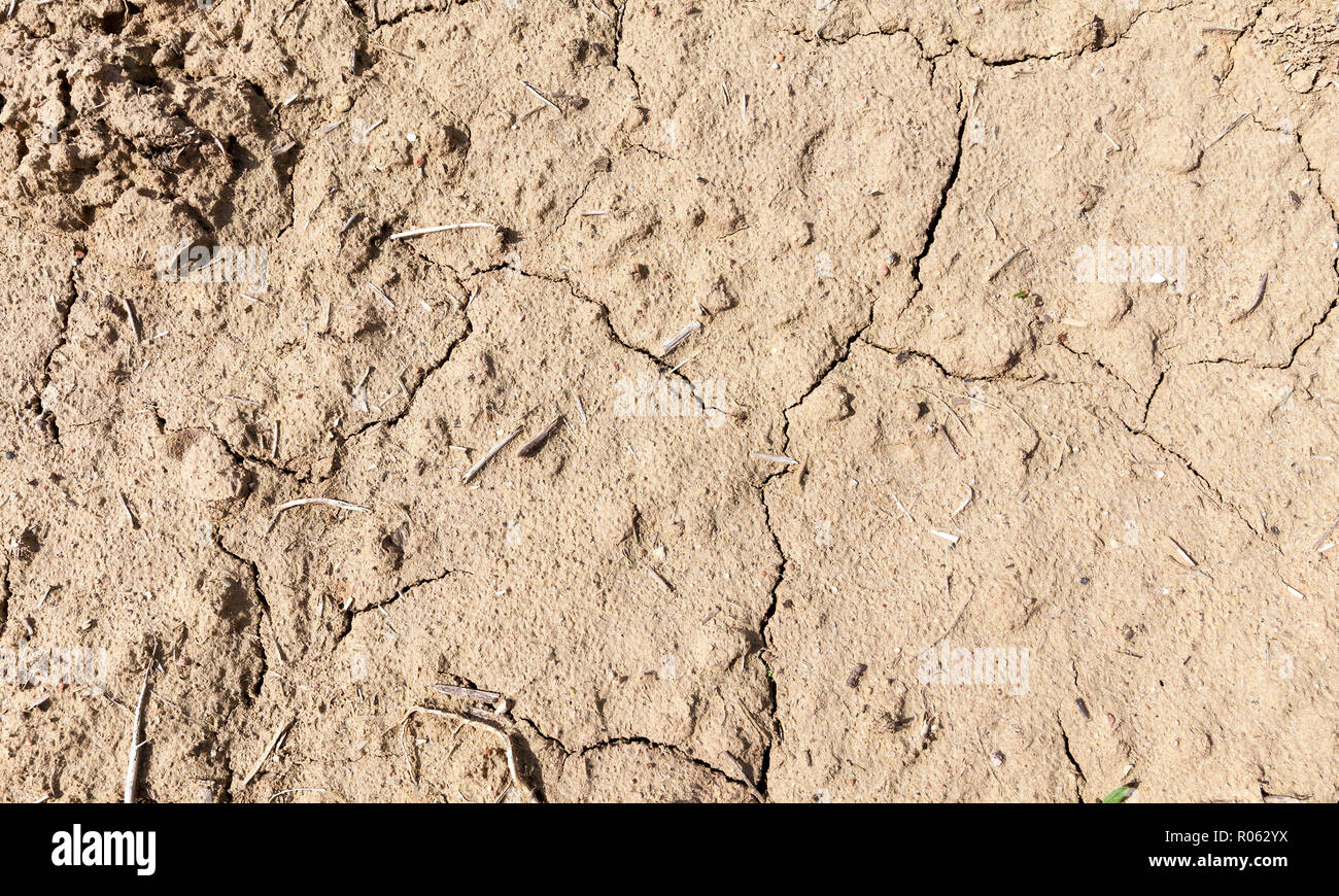dry soil with cracks in the agricultural field, the light color of the ...