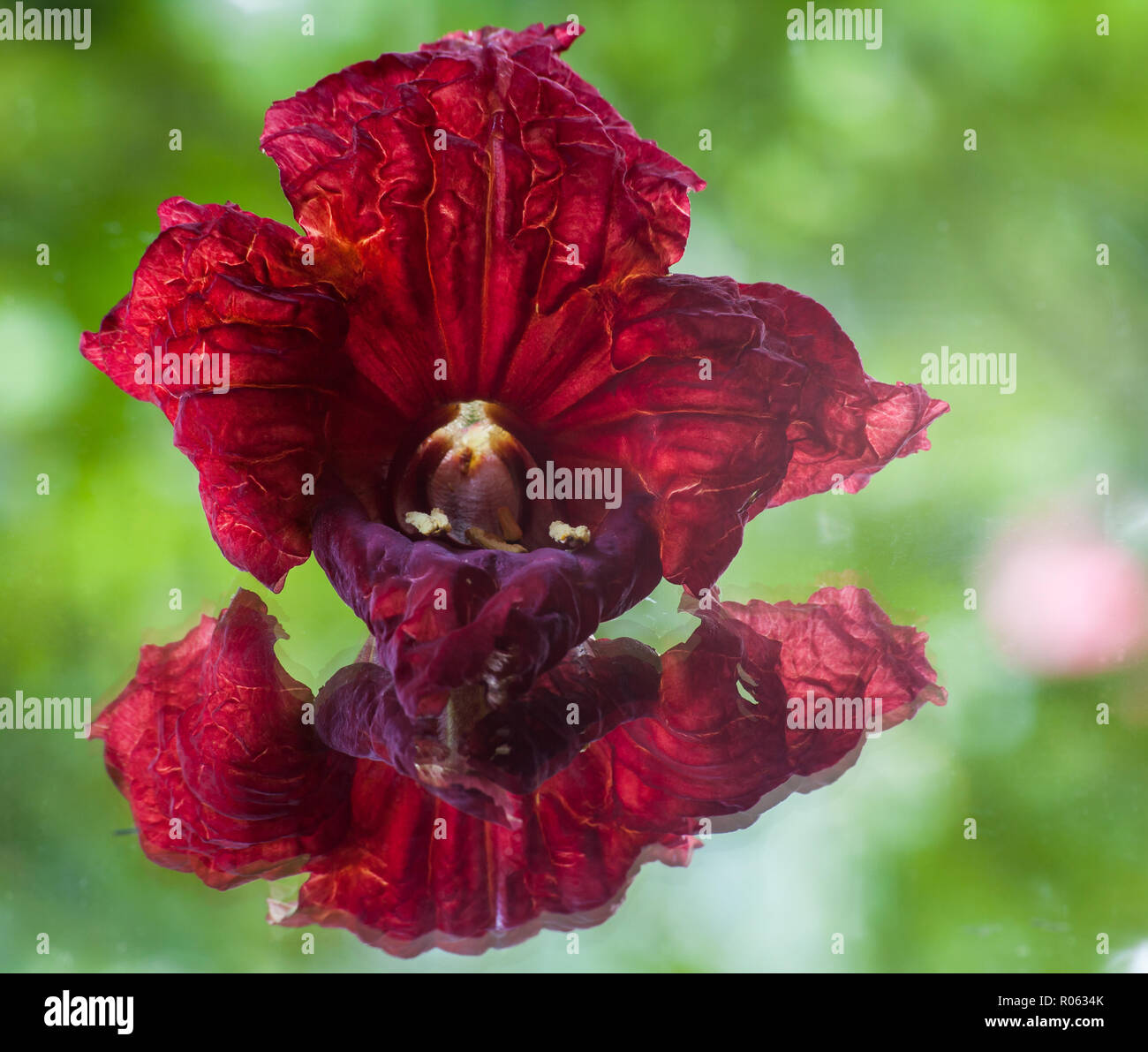 Sub saharan african flower hi-res stock photography and images - Alamy