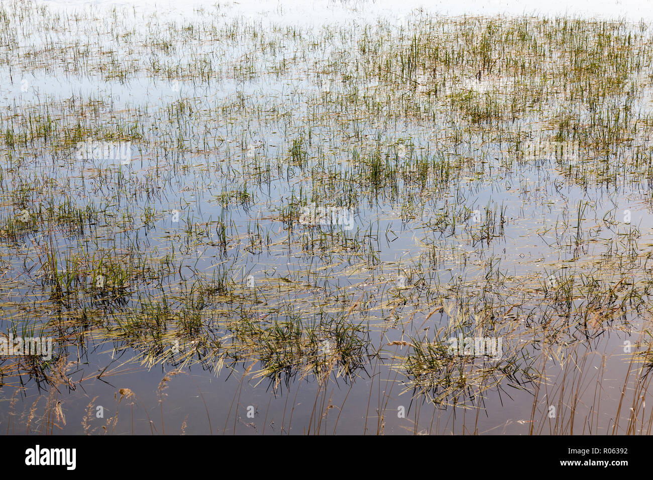 Plants That Grow In Muddy Water at Sofia Gellatly blog