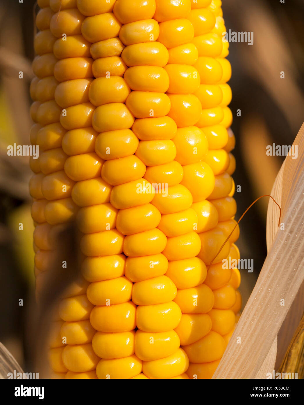 Carbs In Half Ear Of Corn at Isabel Spiegel blog