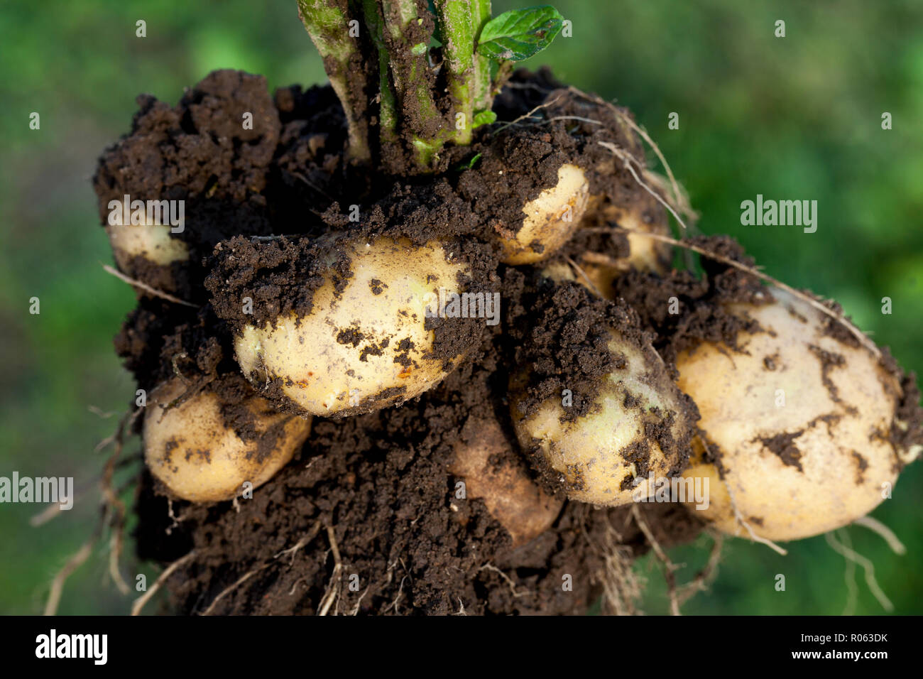 potato tuber with yellow potato torn out of the soil, including ...
