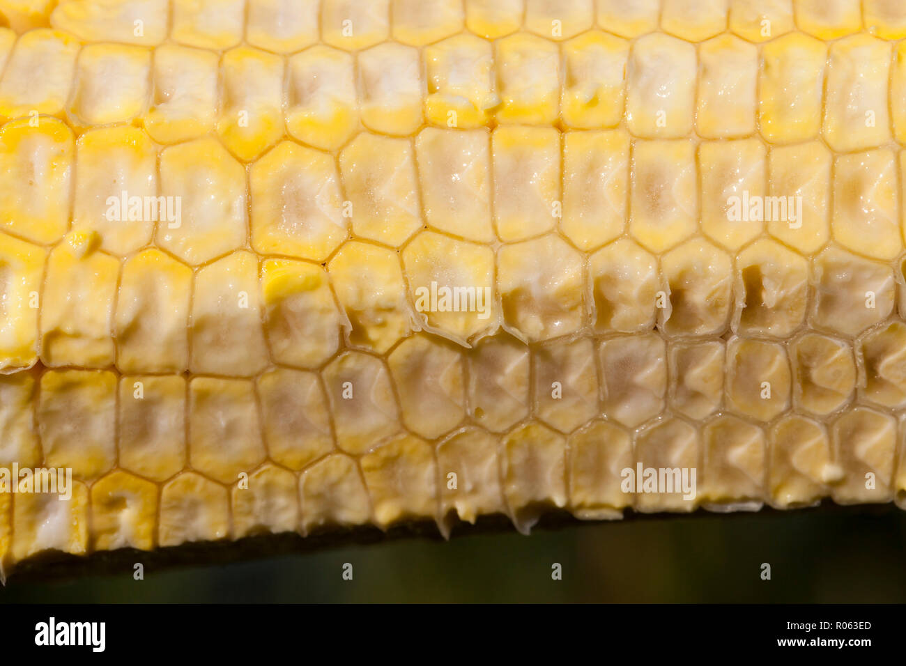 Cut into the corn field hi-res stock photography and images - Alamy