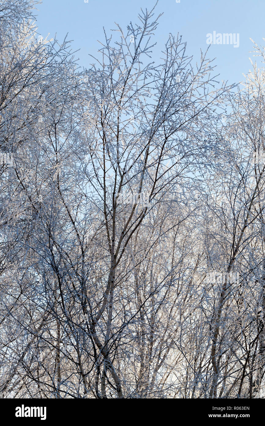 winter season, which appeared after a snowfall, close-up tree Stock ...
