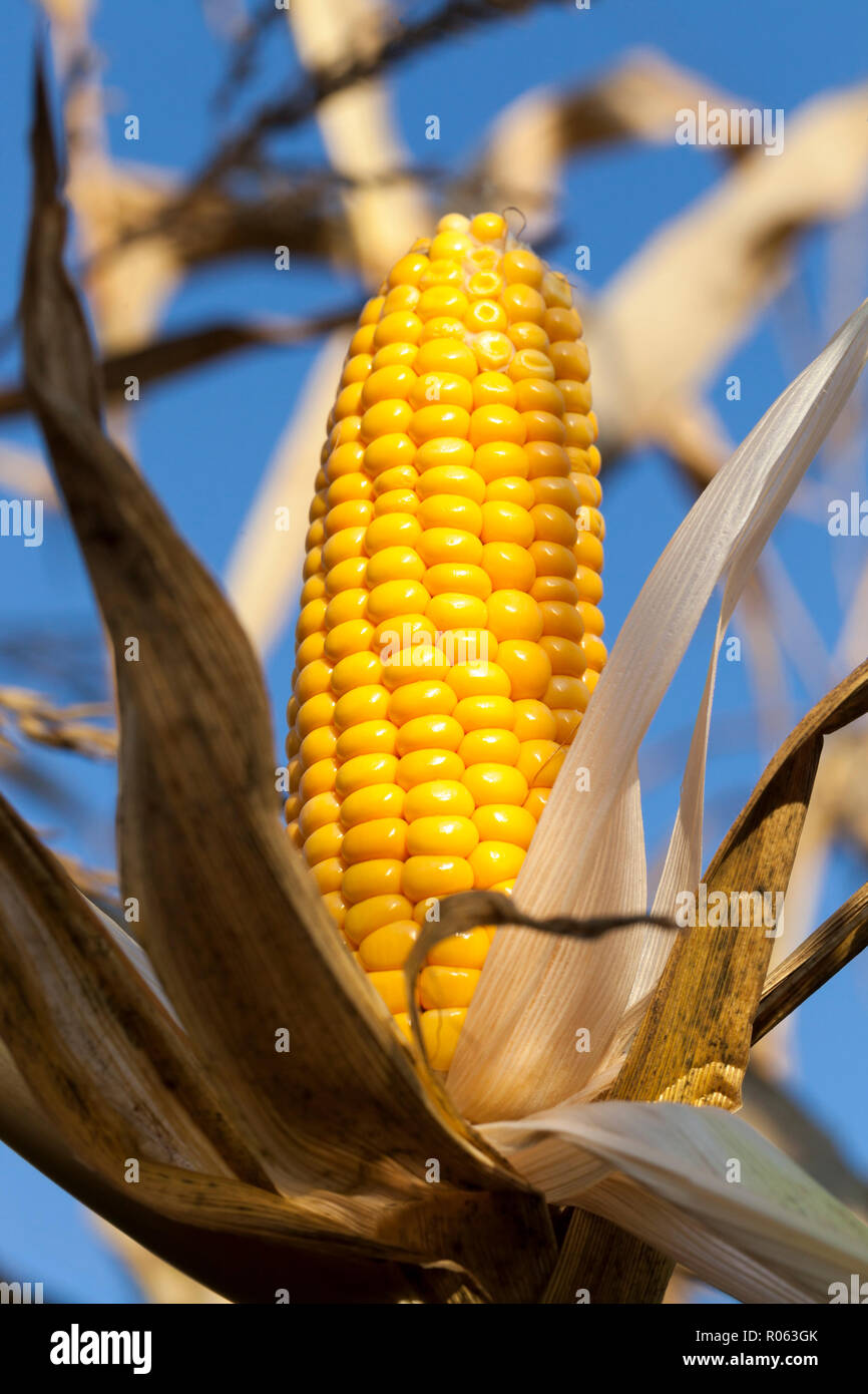damaged and moldy corn cobs, late un harvested crops Stock Photo - Alamy