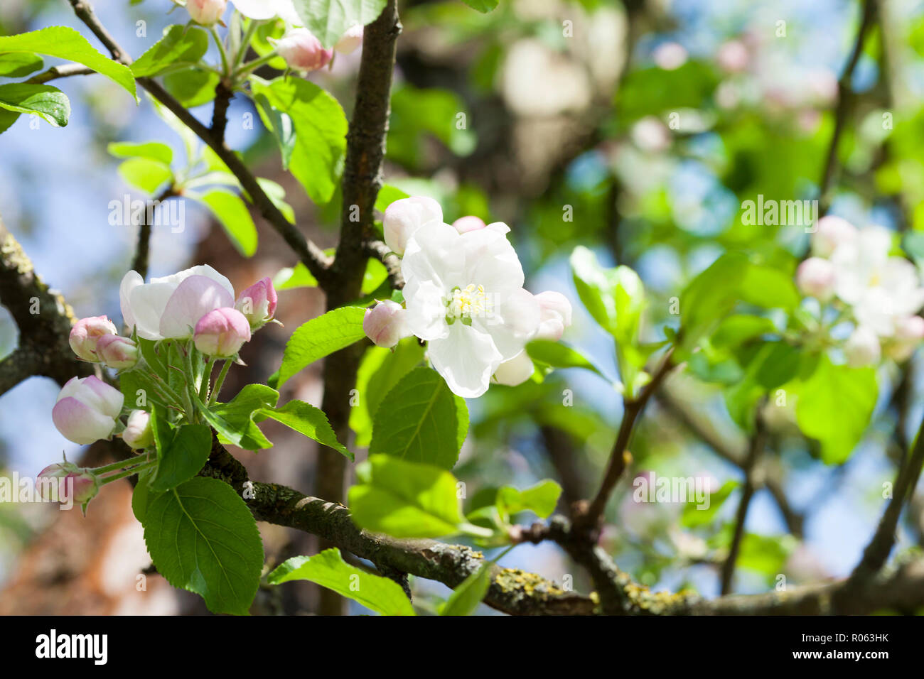 White spring flowers around tree hi-res stock photography and images ...