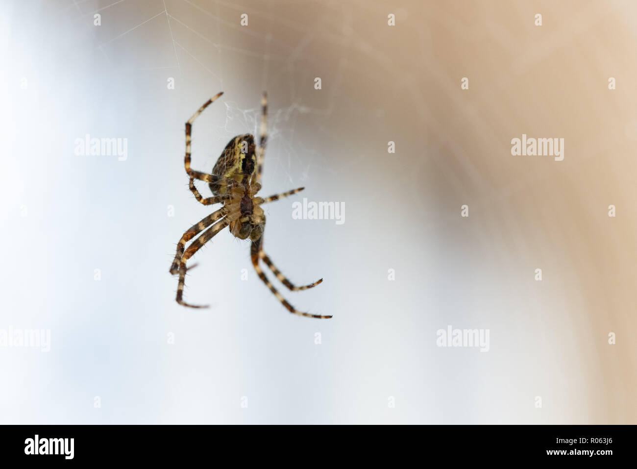 Common outdoor spider in Oregon - Cross orb weaver (Araneus diadematus ...
