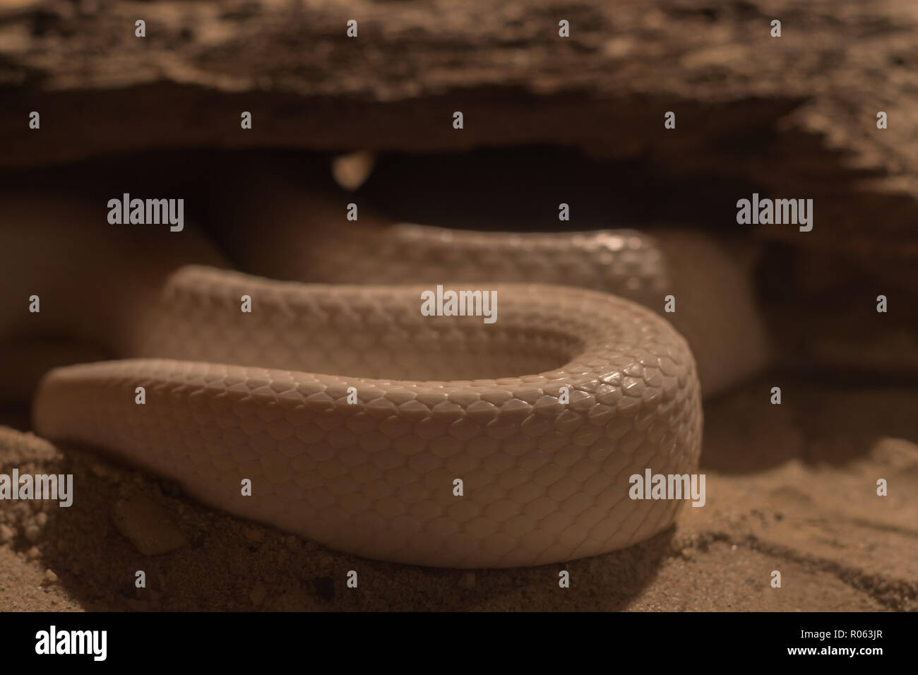 Snake close up hi-res stock photography and images - Alamy