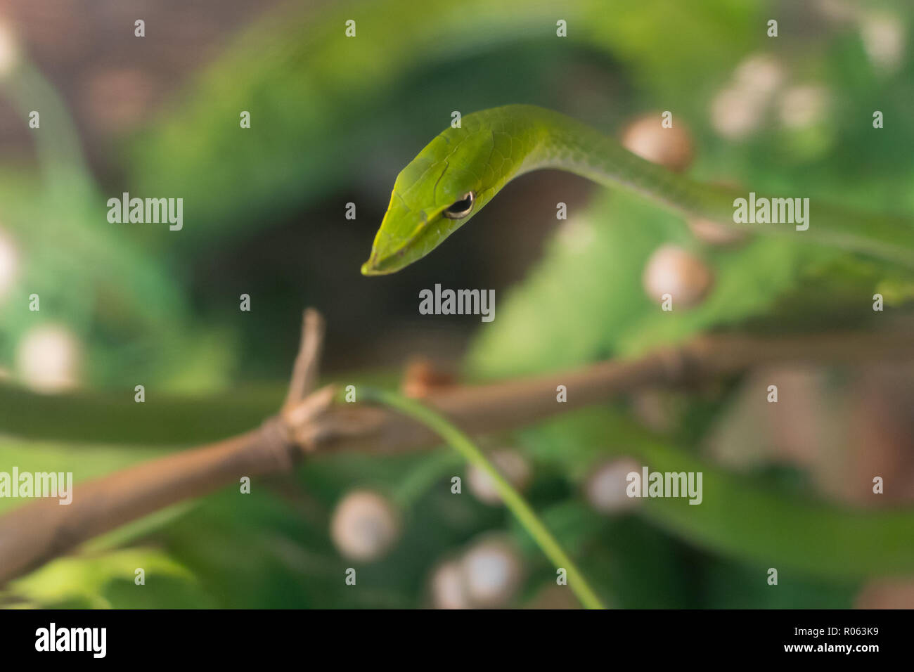 close up head of green snake with green plants background Stock Photo ...