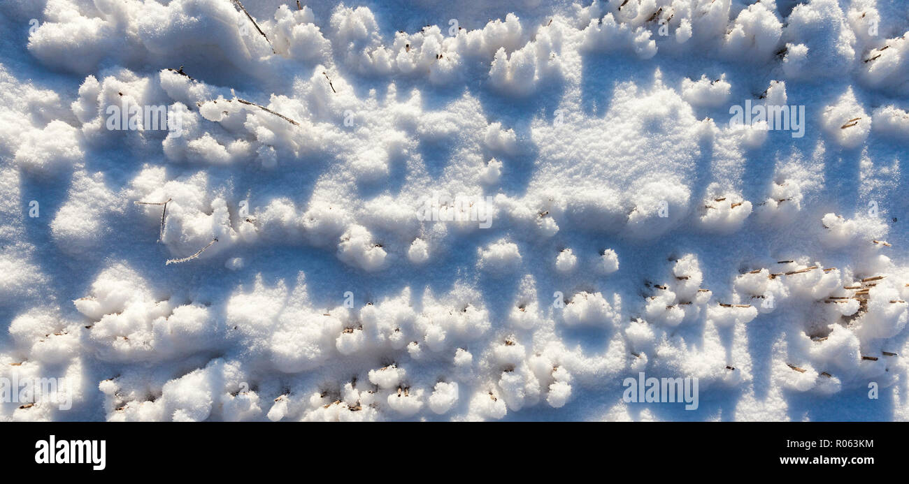 sharp stalks of wheat left in the field after harvesting. ,surface and ...