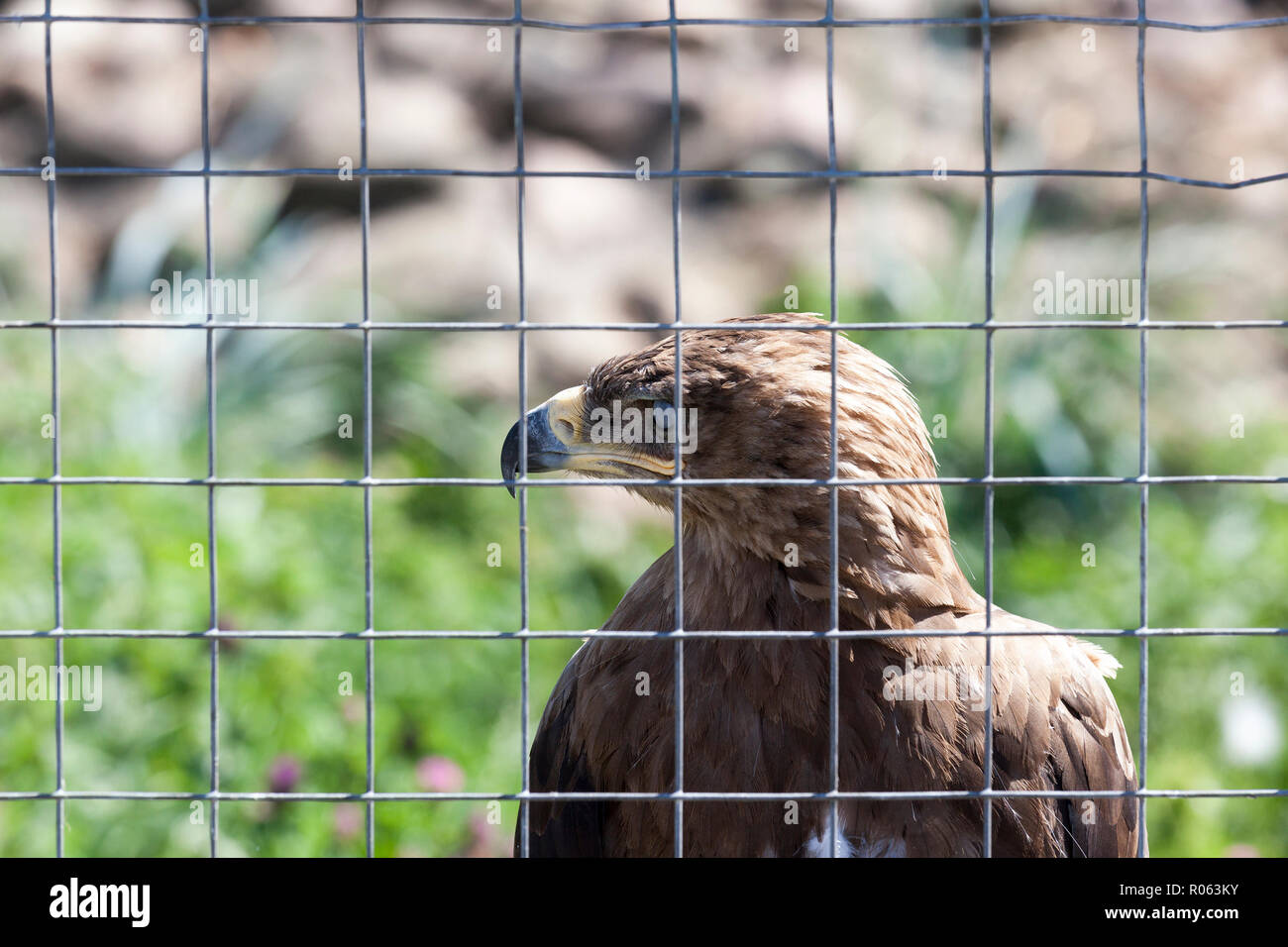 Falcon in cage hi-res stock photography and images - Alamy