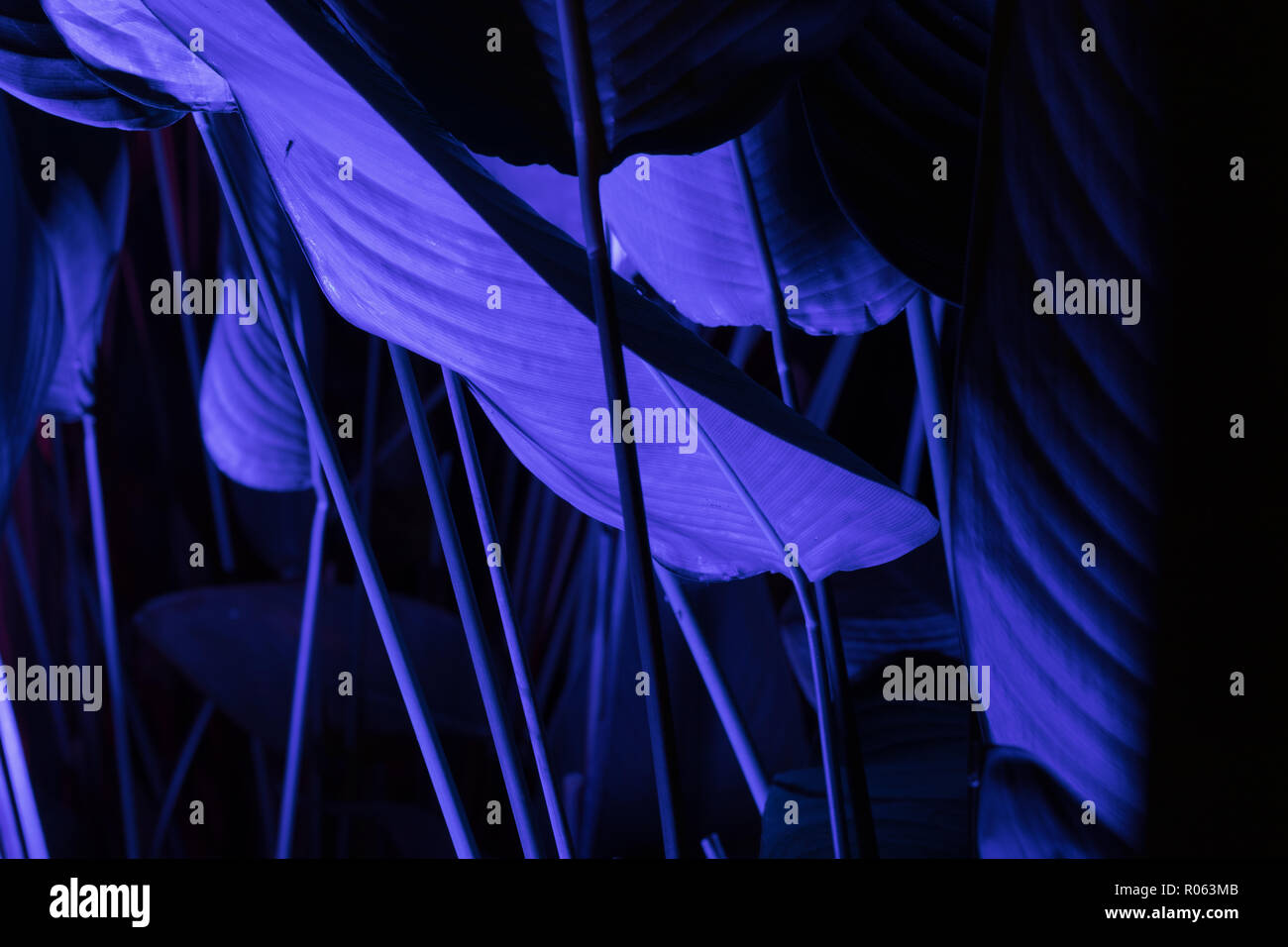 night light on leaves showing its texture on black background Stock ...