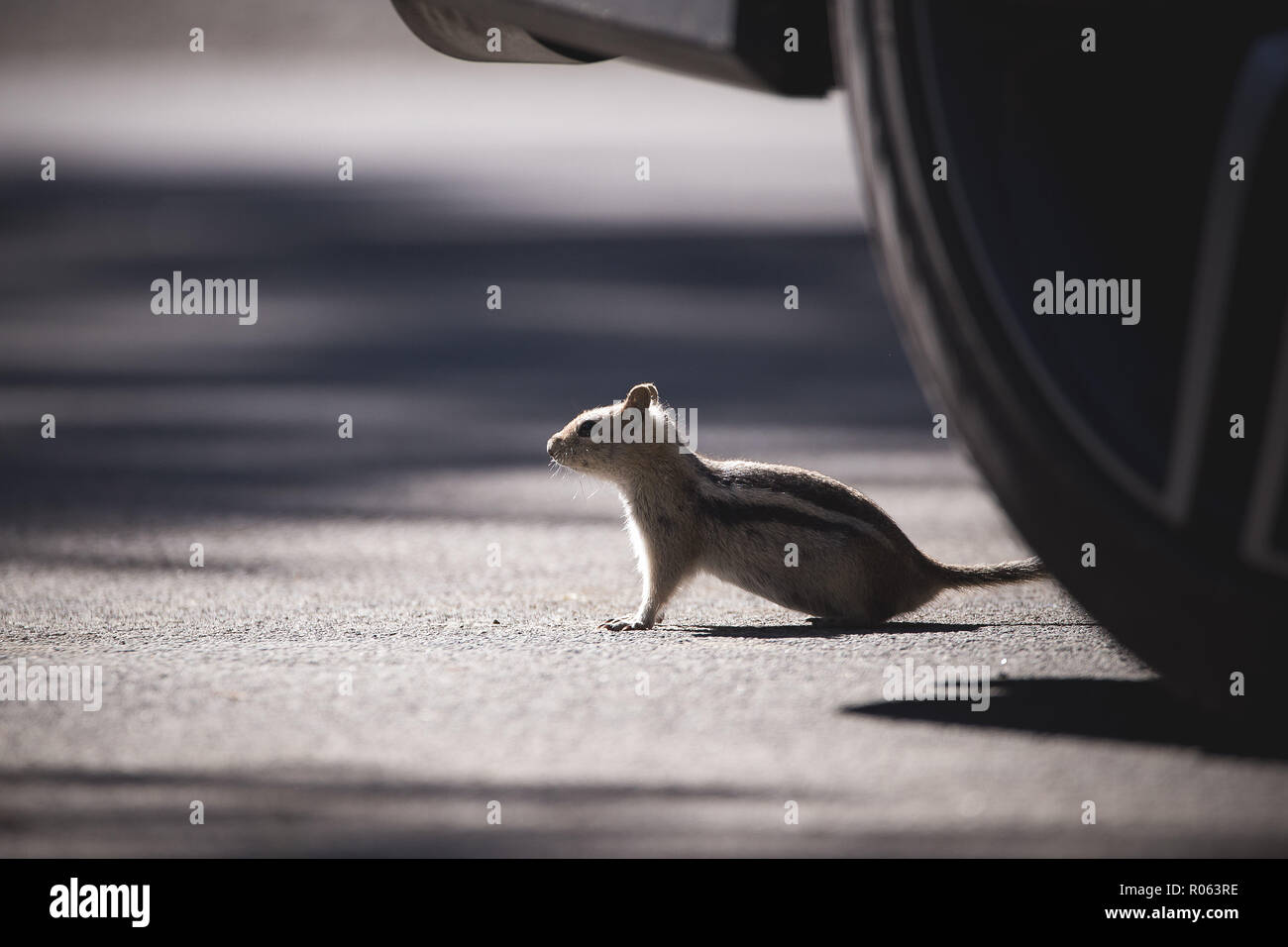 Chipmunk near the car's wheel frozen in an attention pose Stock Photo ...