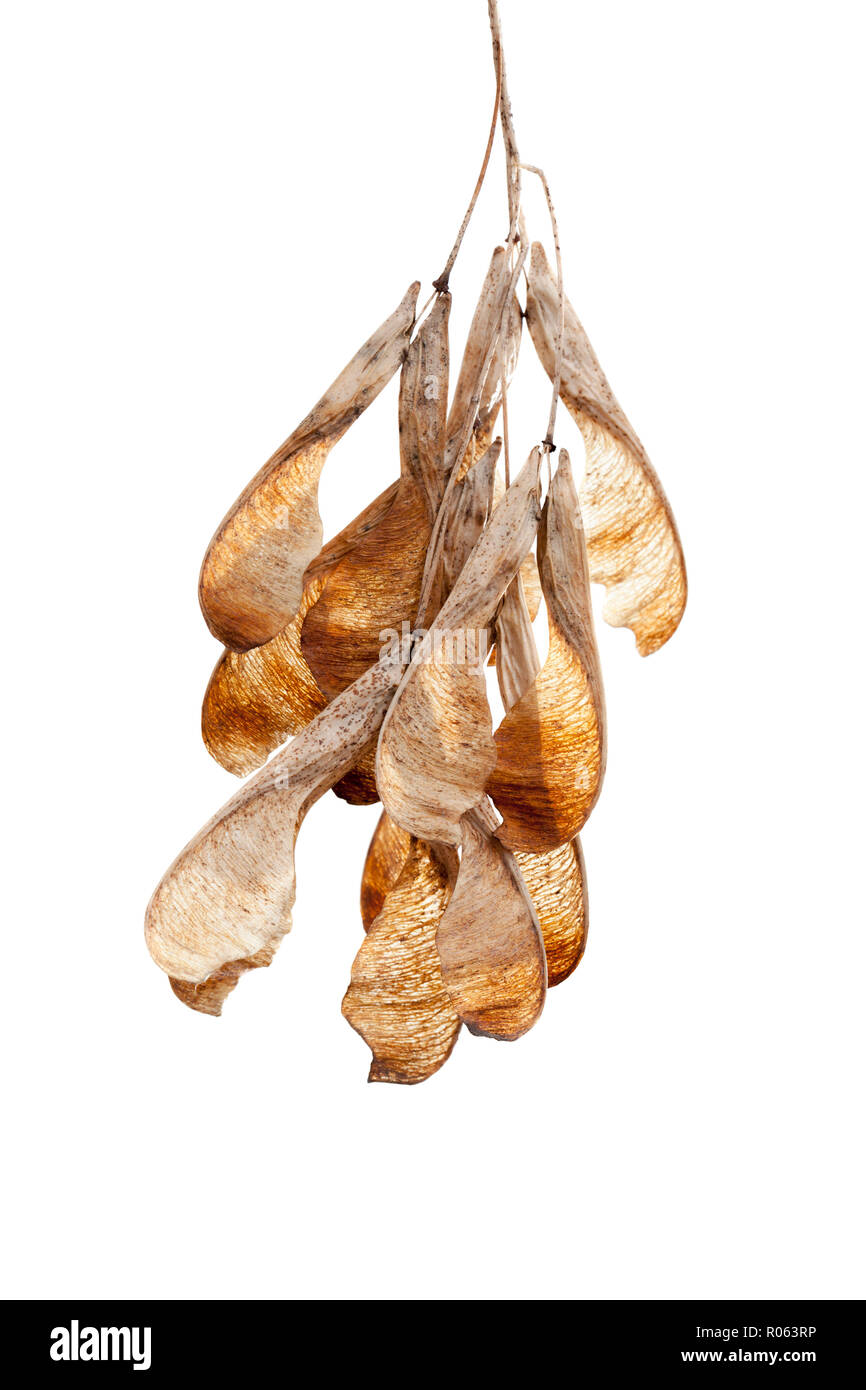 isolated on white background seeds of maple ash tree, autumn period ...