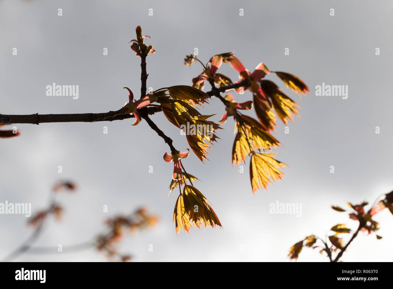 details of maple with red young foliage in spring, Europe, against the ...