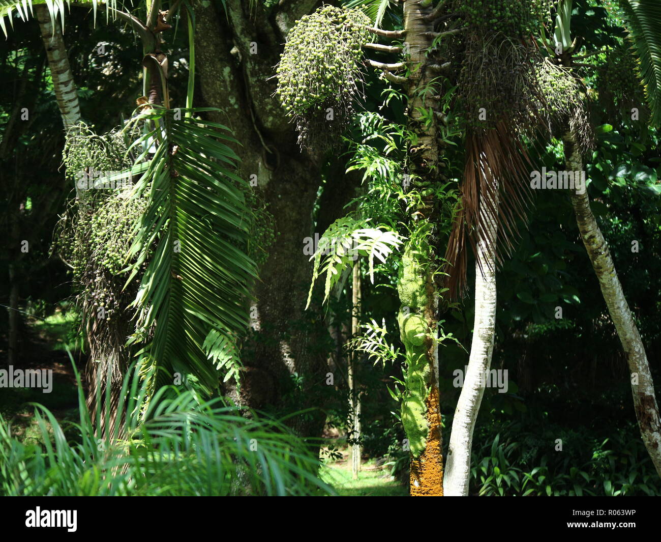 Palm Trees Growing Outdoors Stock Photo - Alamy