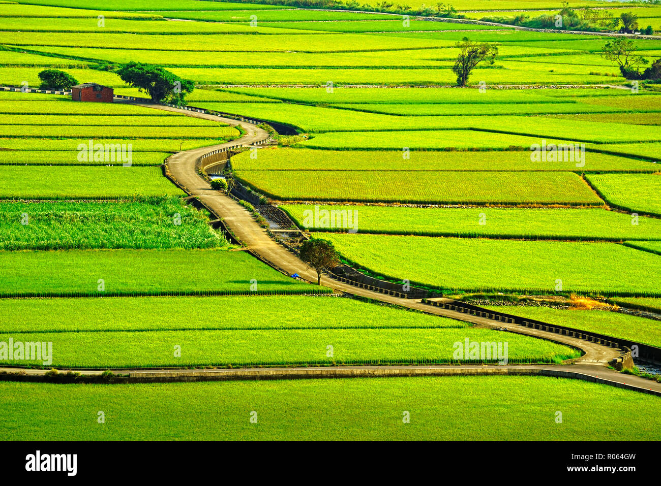 Overview of the Rice Fields Stock Photo - Alamy