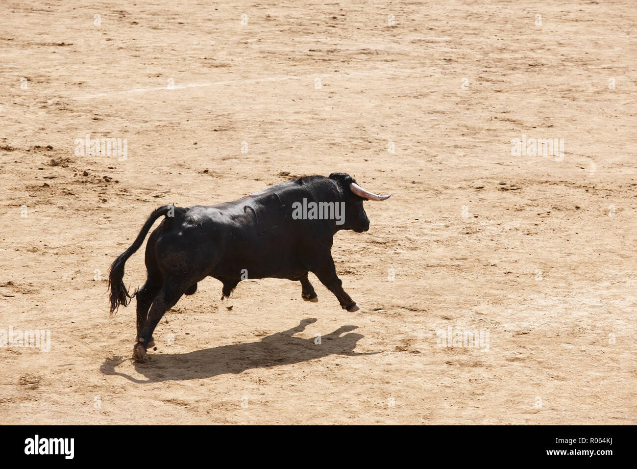 Fighting bull in the arena. Bullring. Toro bravo. Spain. Horizontal ...
