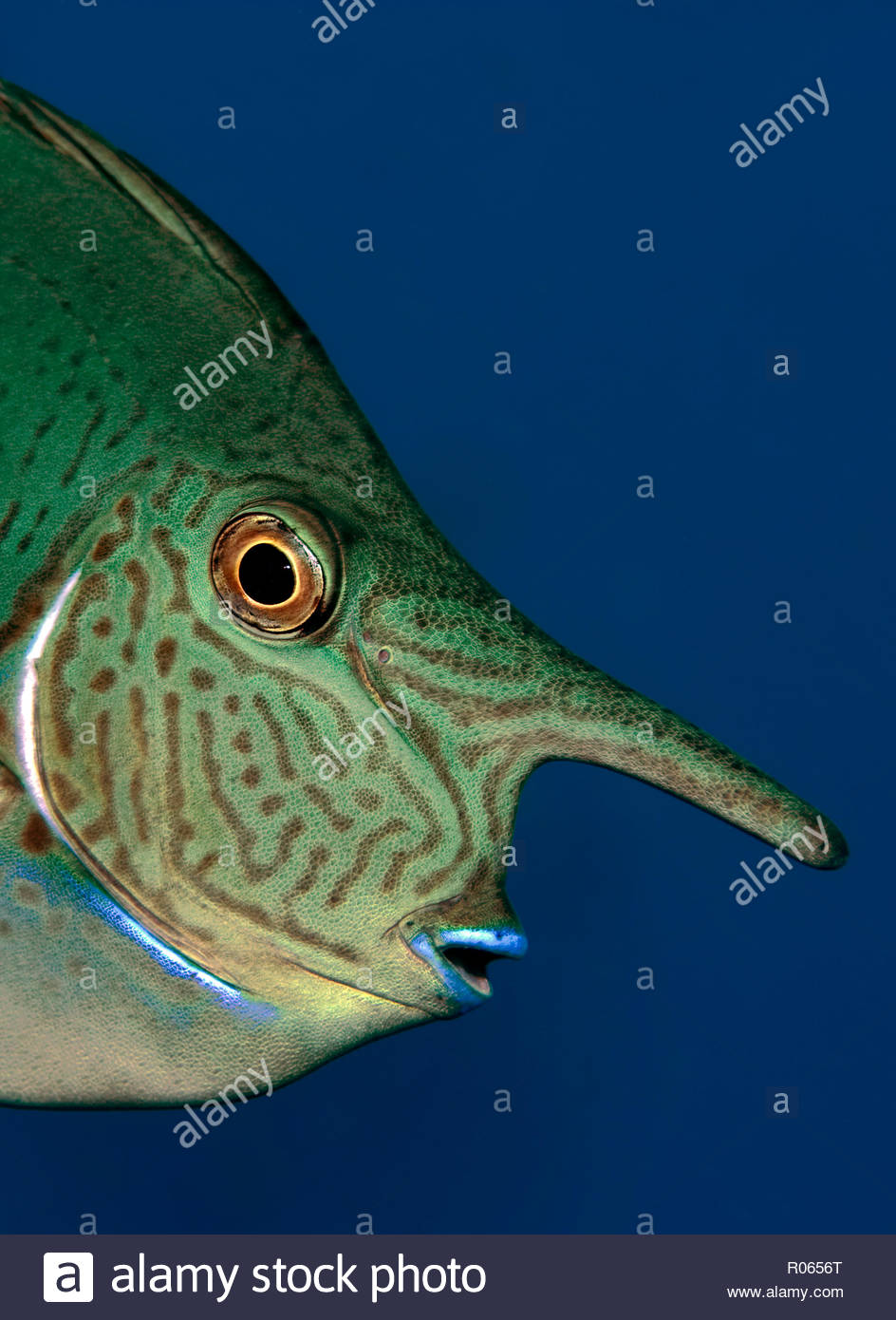 Doktorfisch Stock Photos & Doktorfisch Stock Images - Alamy