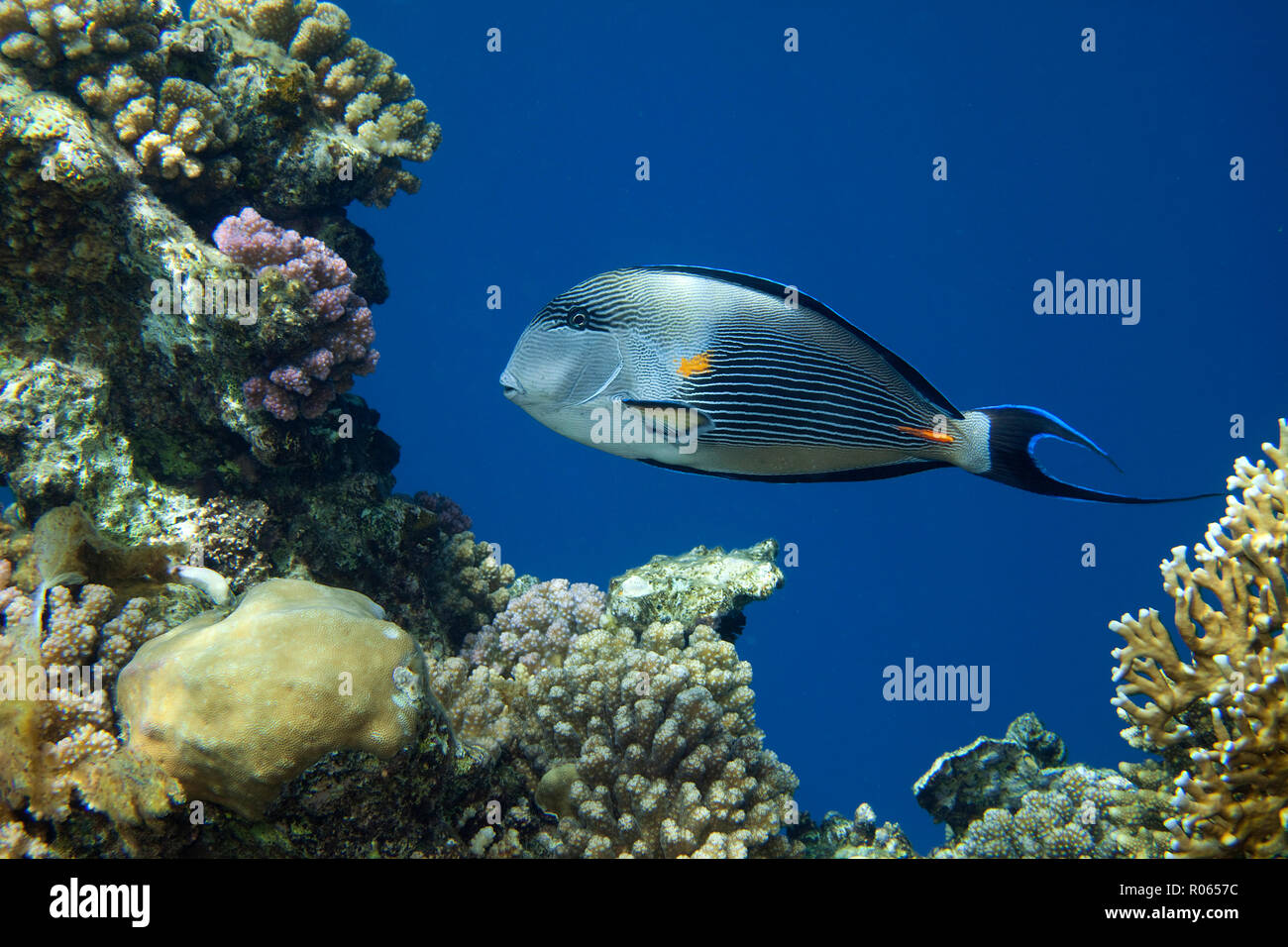 Skalpell doktorfische hi-res stock photography and images - Alamy