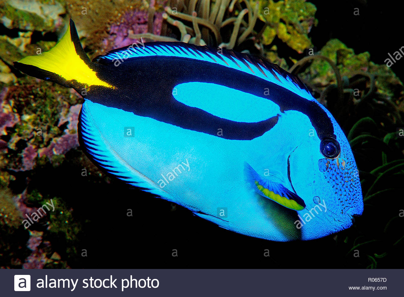 Doktorfisch Stock Photos & Doktorfisch Stock Images - Alamy