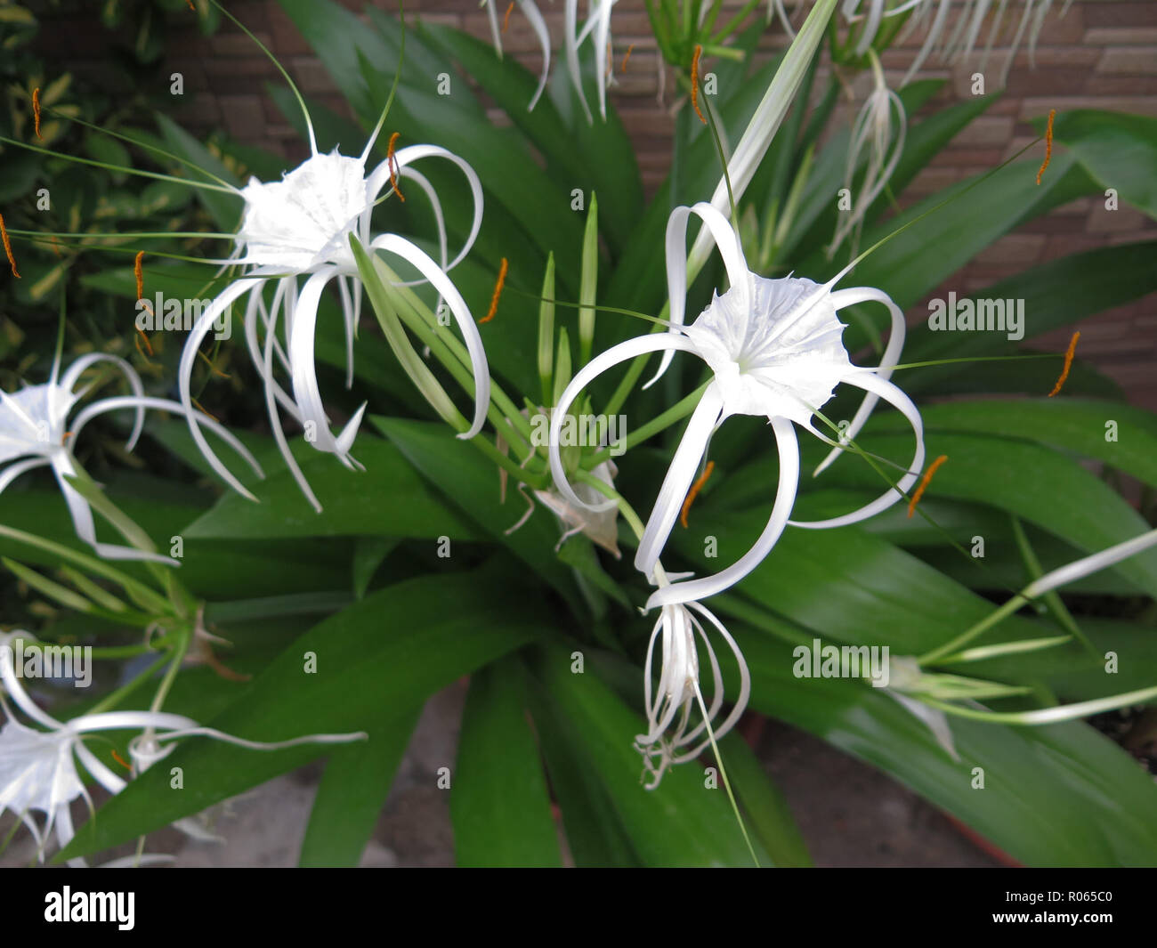 Large plant with white lily like flowers on pavement in Andalusian ...