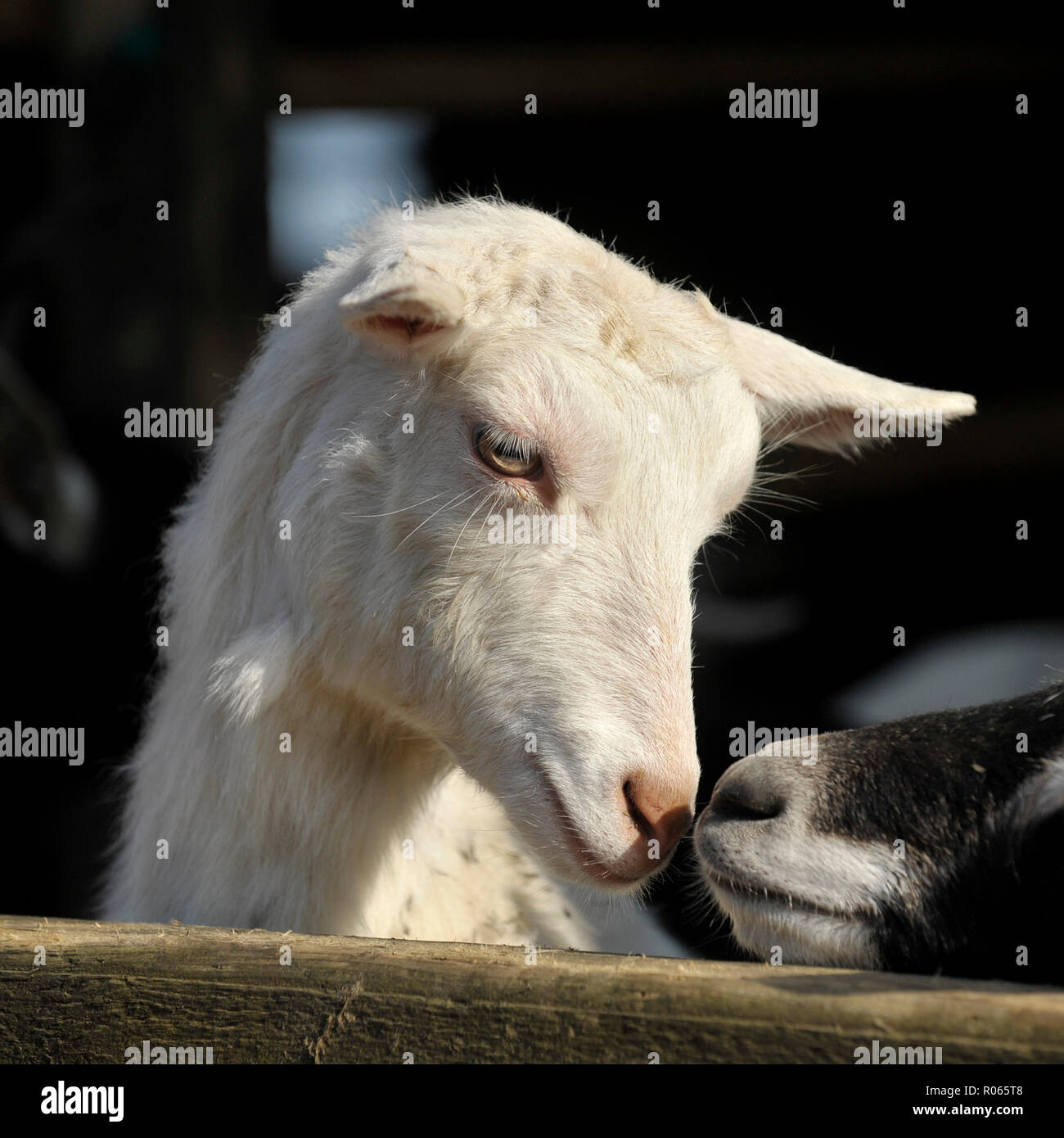 Boer goat eating hi-res stock photography and images - Alamy