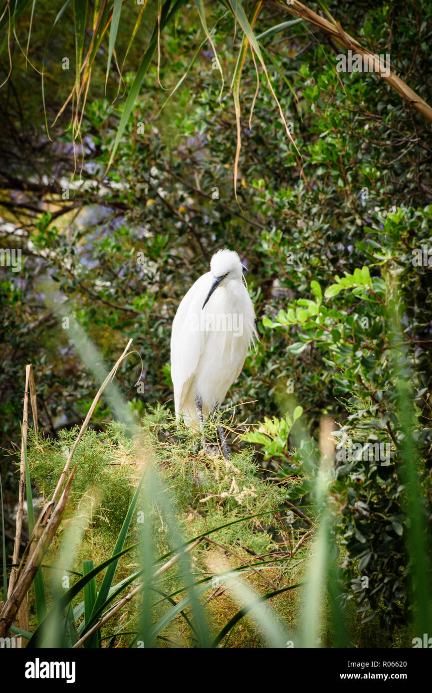 animals that can be seen while visiting the city of sciences in ...
