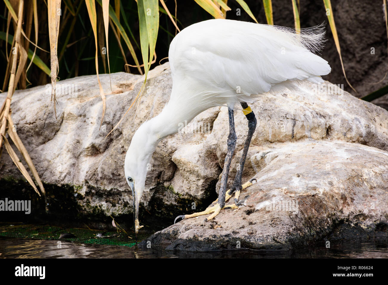 animals that can be seen while visiting the city of sciences in ...