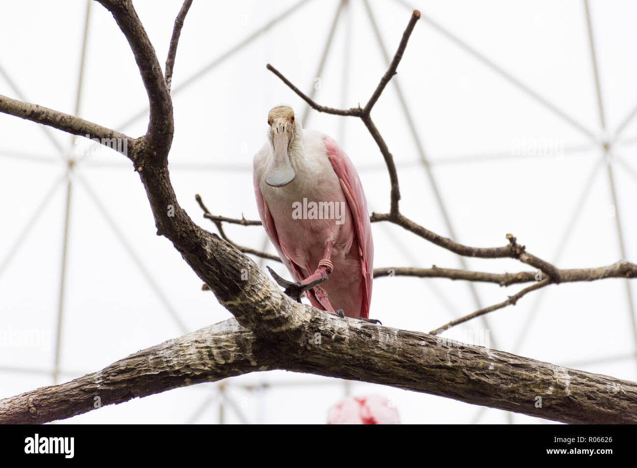 animals that can be seen while visiting the city of sciences in ...
