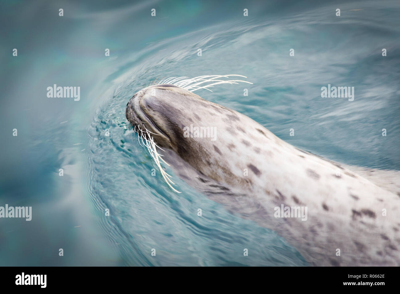 animals that can be seen while visiting the city of sciences in ...