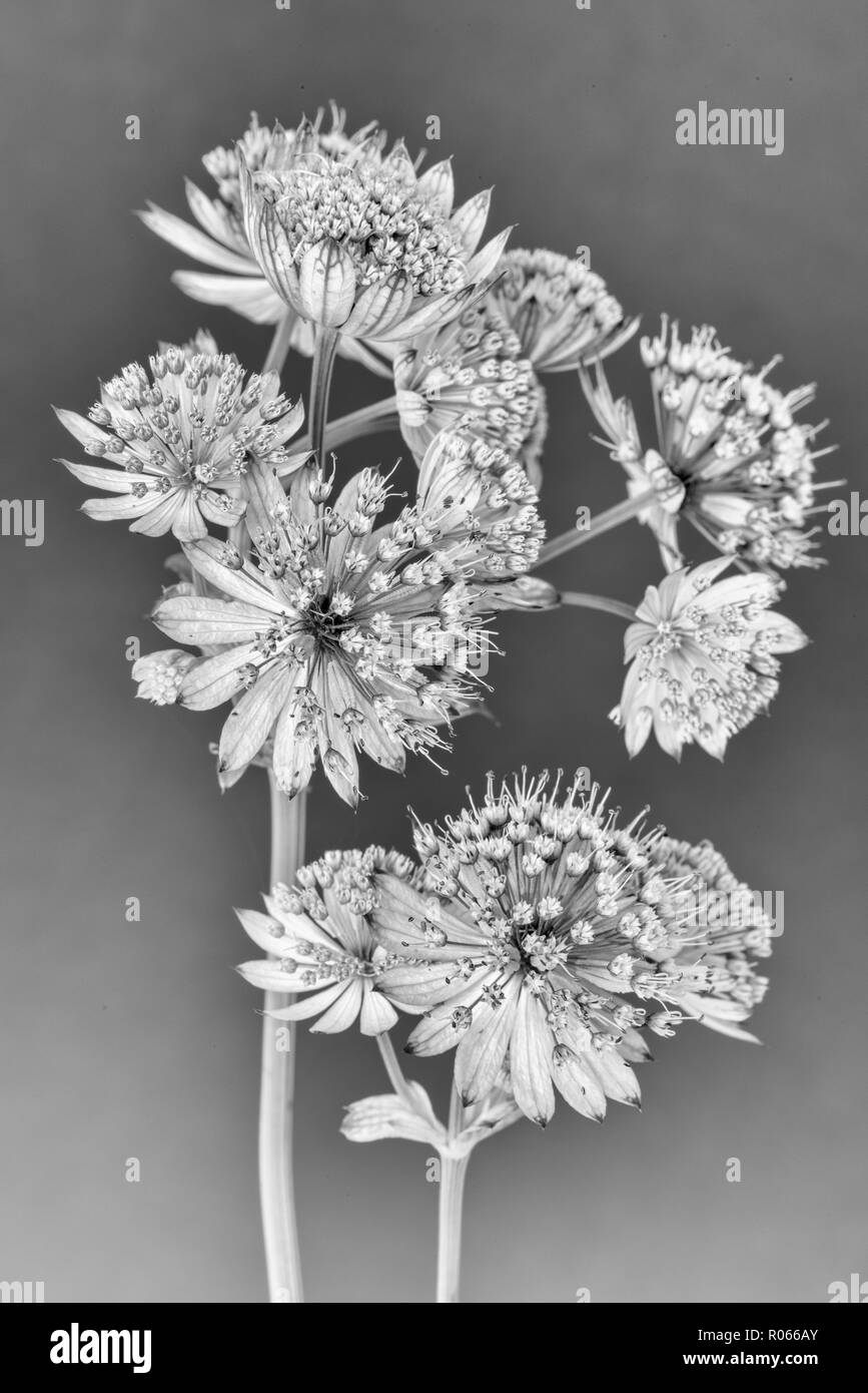 Structure of blossoms Black and White Stock Photos & Images - Alamy