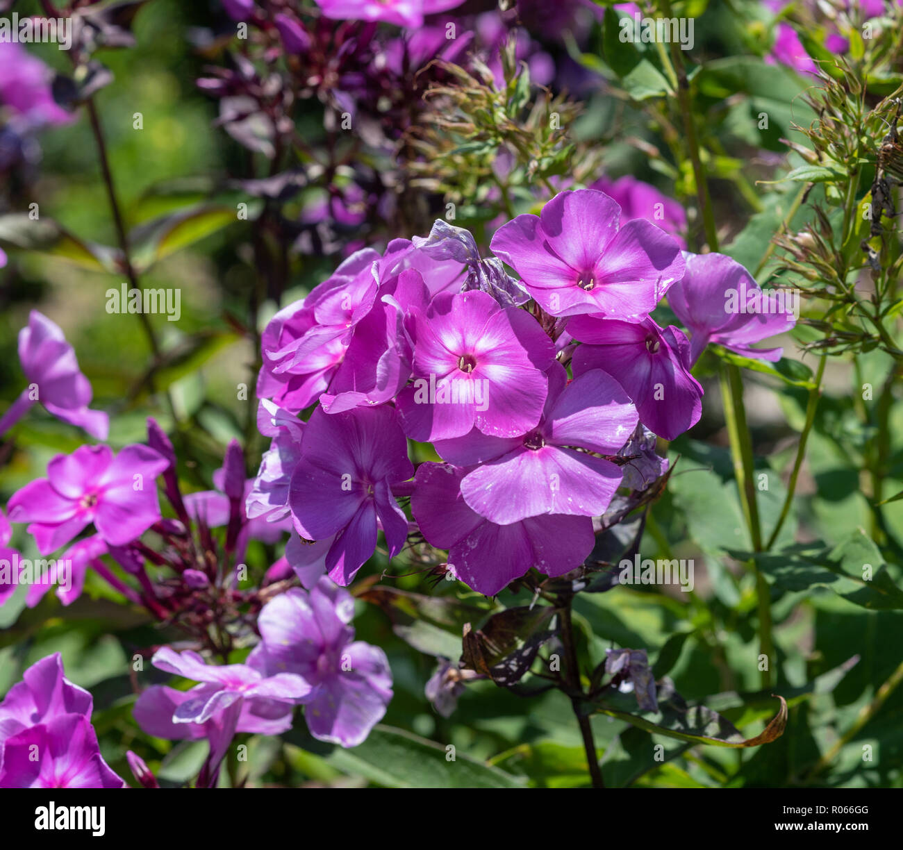 Natural color outdoor image of violet phlox blossoms in a field of ...