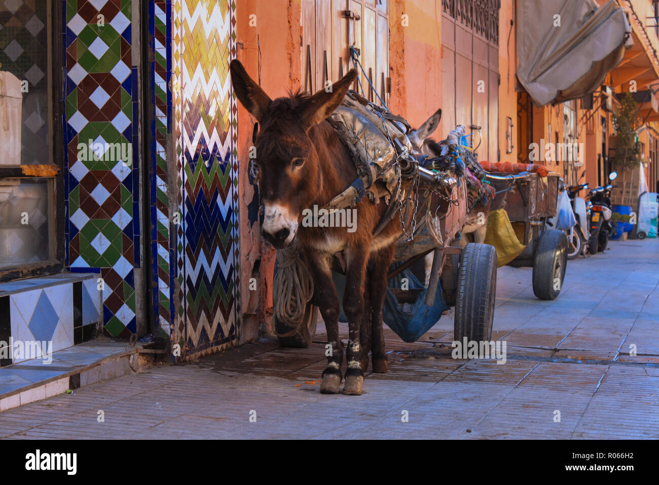 Donkey standing morocco hi-res stock photography and images - Alamy