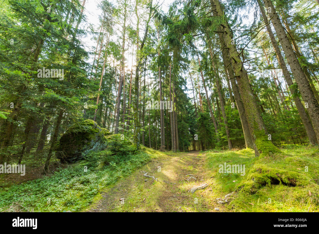 Wooded forest trees backlit by golden sunlight before sunset with sun ...