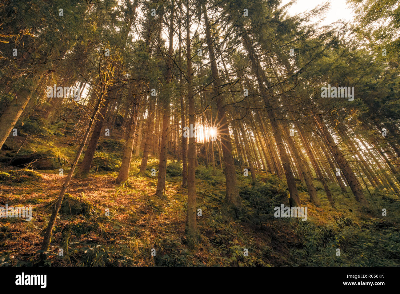 Sun rays evergreen trees hi-res stock photography and images - Alamy