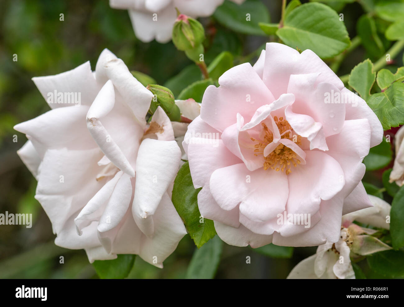 Outdoor nature color flower front view macro of a blooming pink rose ...