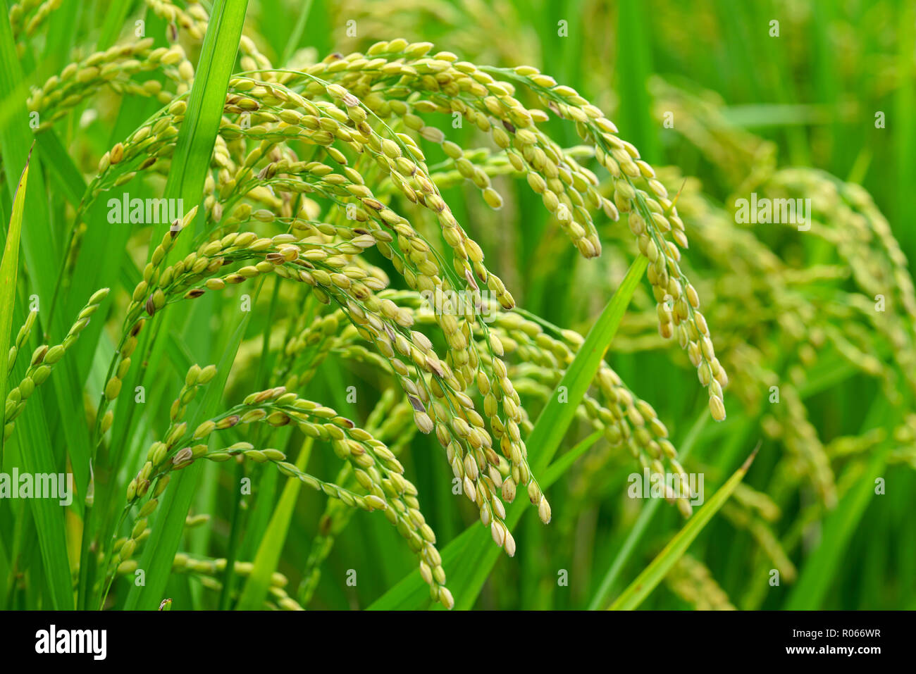 Close up of Rice Blossom Stock Photo - Alamy