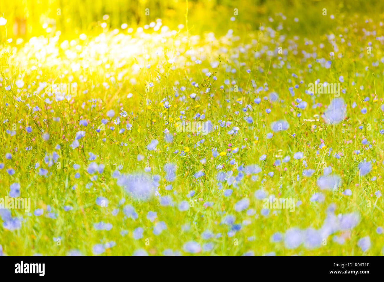 Beautiful summer meadow and wild flowers. Sunny day, meadow field and ...