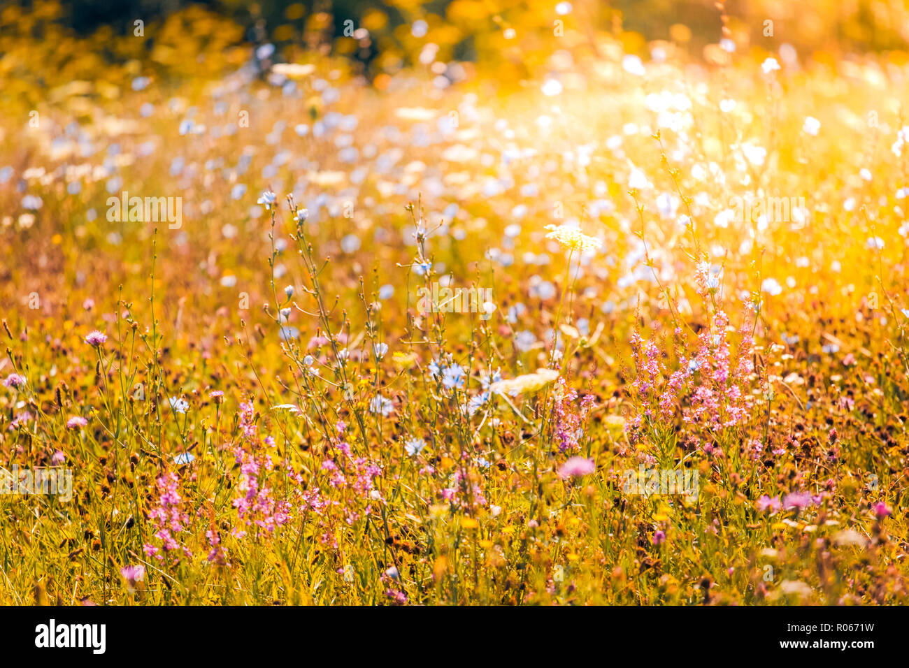 Beautiful summer meadow and wild flowers. Sunny day, meadow field and ...