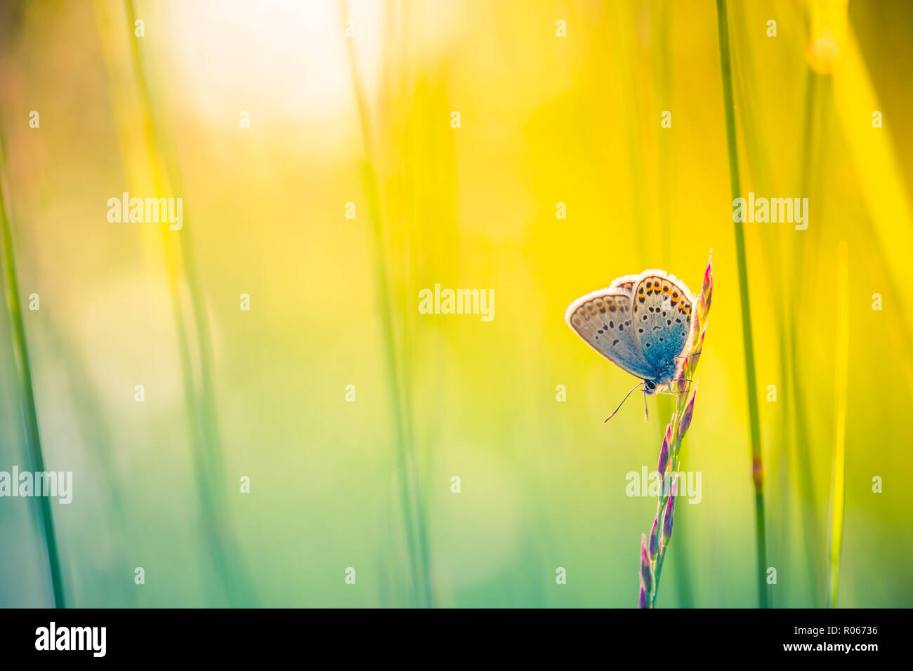 Summer nature view of a beautiful butterfly with colorful meadow ...